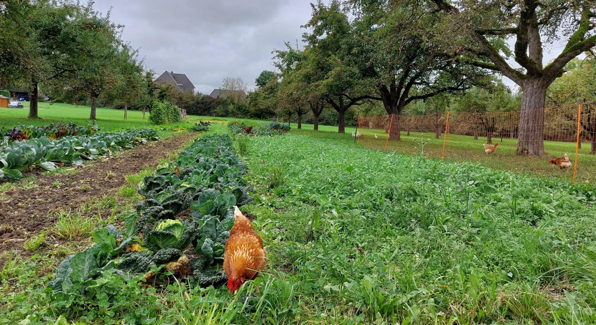 Agroforst – Teil I - KLIMAPLANET.COM